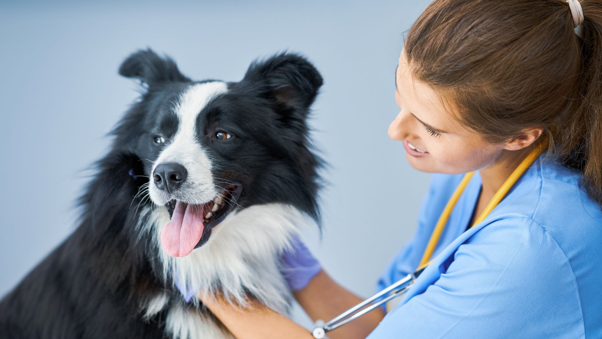 Pet TTA Surgery In West St Paul MN | Skadron Animal Hospital