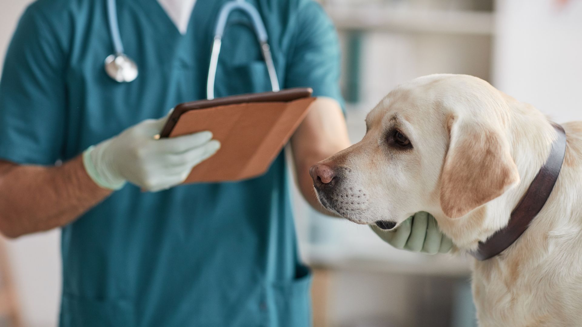 Veterinary Team In West St Paul MN | Skadron Animal Hospital